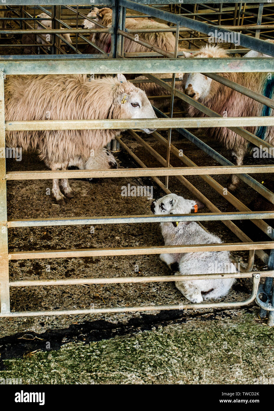 Cornish traditional livestock auctions hi-res stock photography and ...