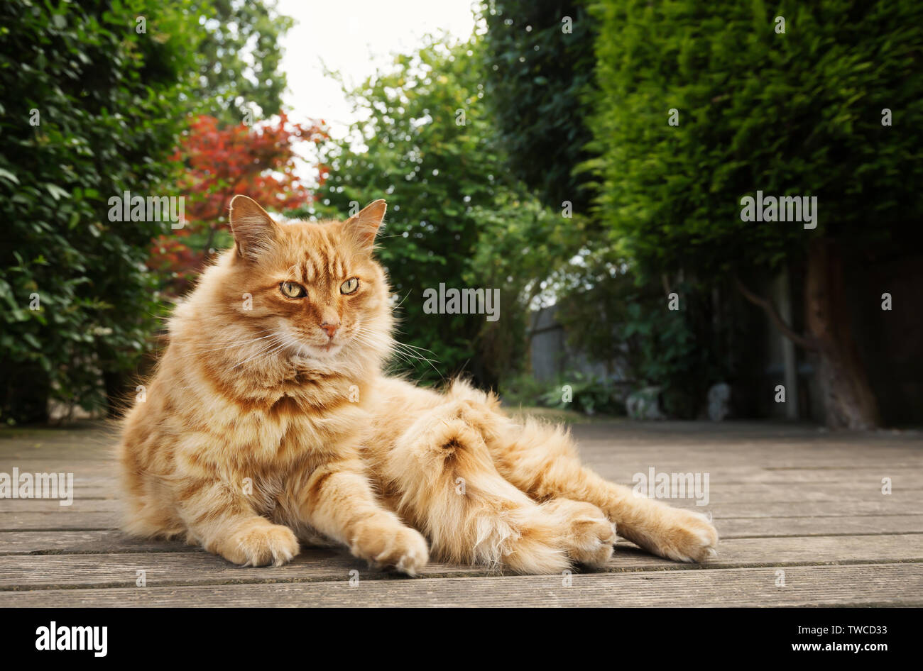 Cat uk garden hi-res stock photography and images - Alamy