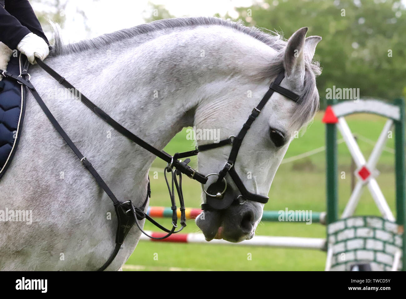 Head shot portrait close up of a young horse on show jumping event ...