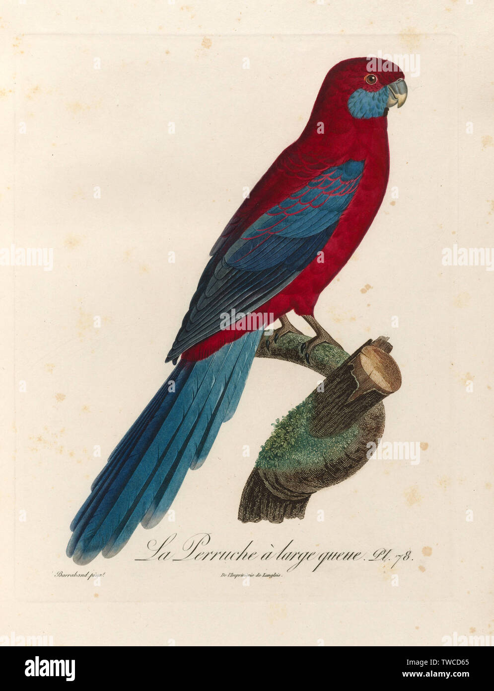 Beautiful vintage hand drawn illustrations of exotic parrots from old ...