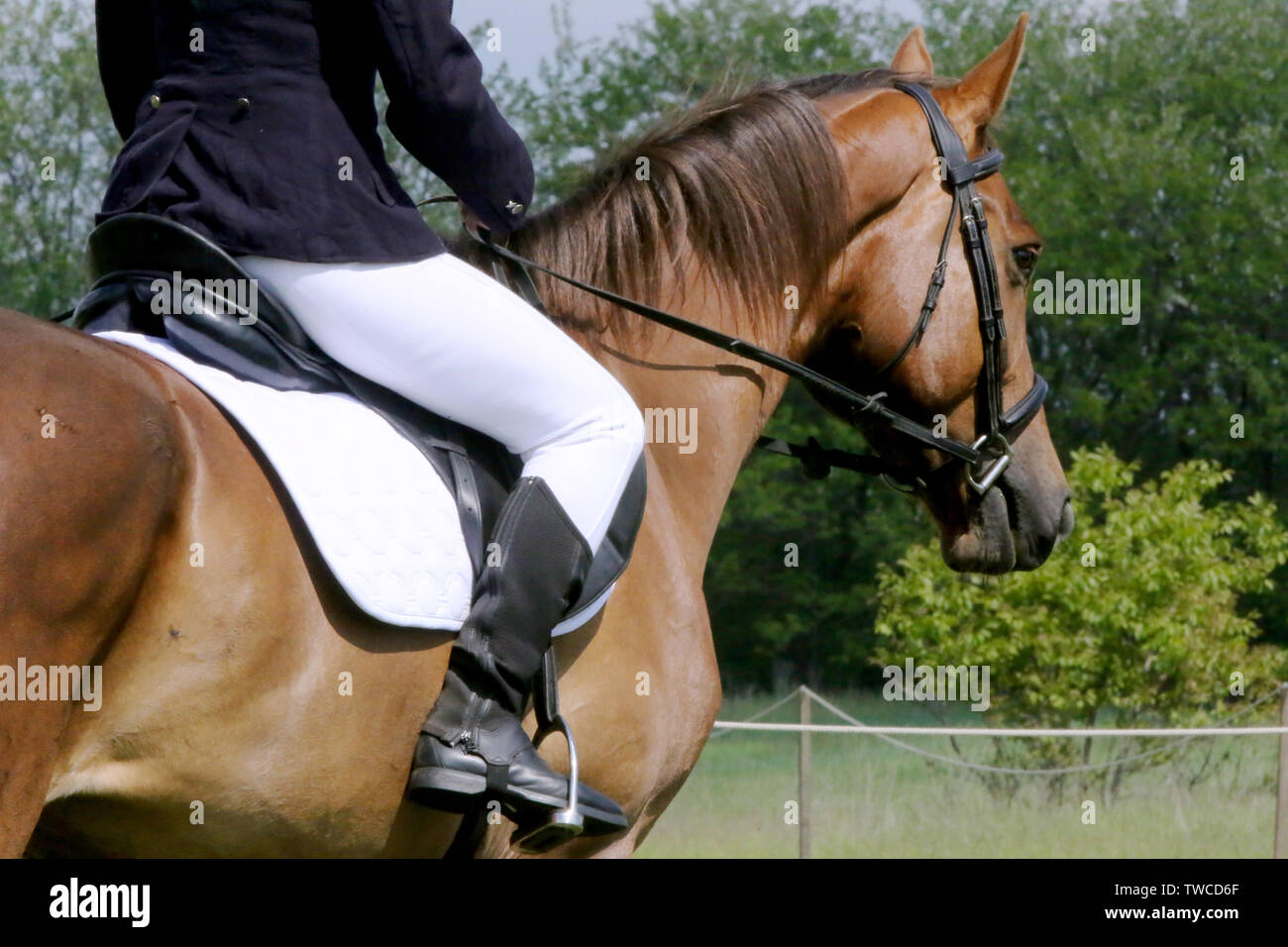 Head shot portrait close up of a young horse on show jumping event ...
