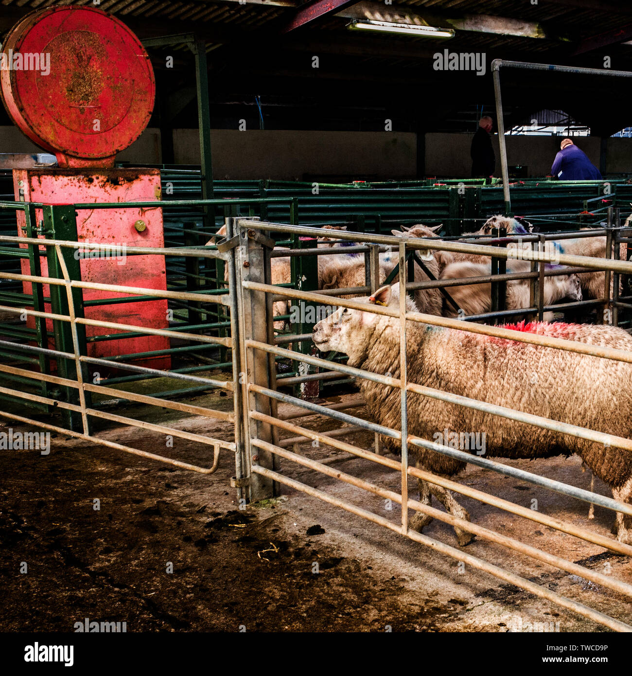 Hallworthy Stockyard, Kivells livestock market Cornwall Stock Photo - Alamy