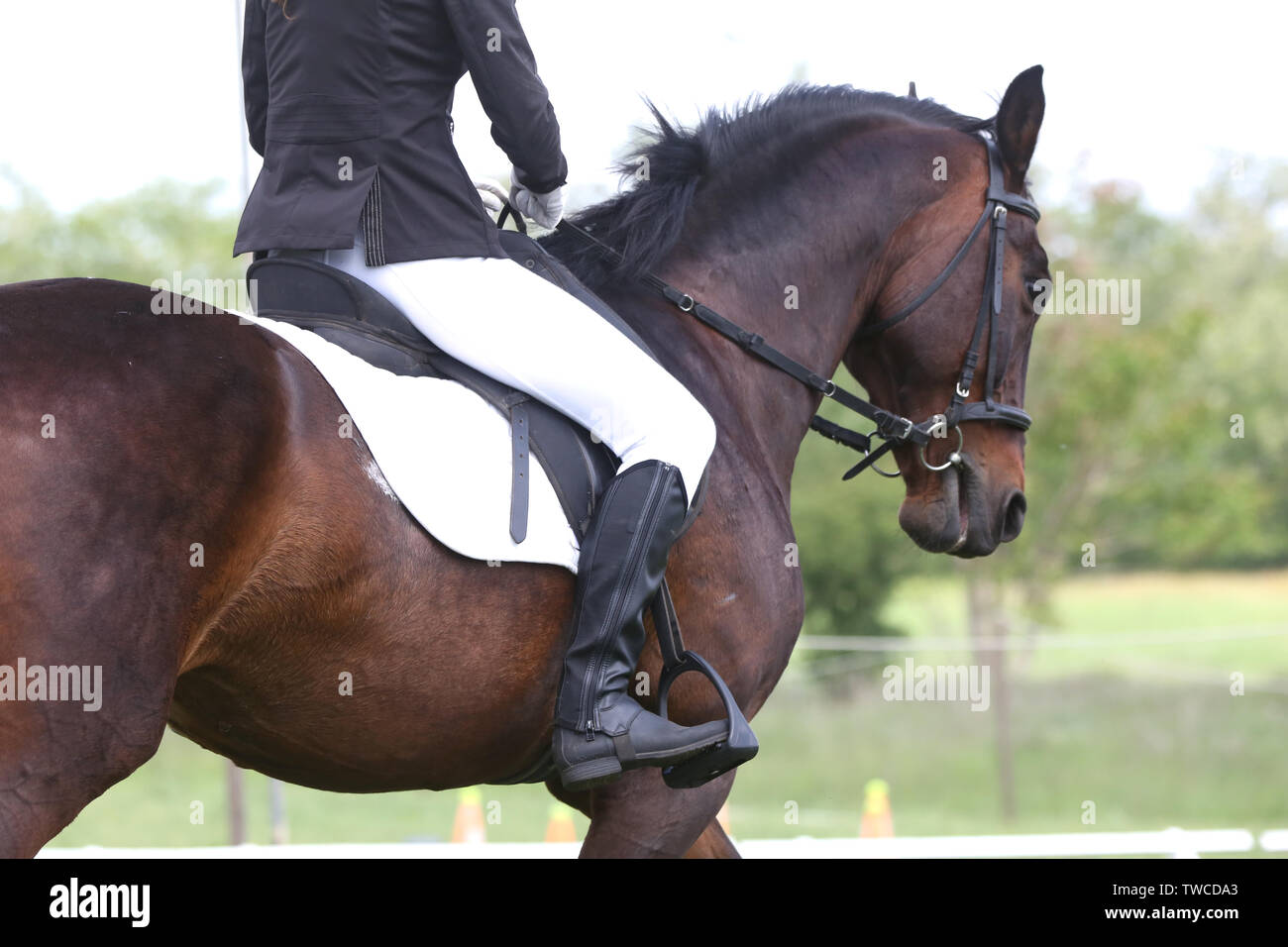 Head shot portrait close up of a young horse on show jumping event ...
