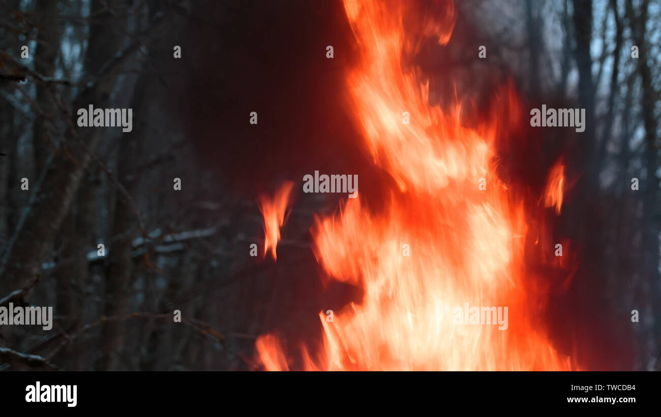 Fire flames forest close-up Stock Photo - Alamy