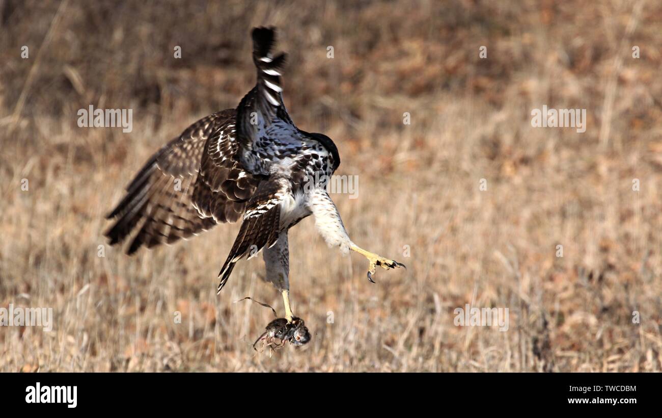 Red tailed hawk north hi-res stock photography and images - Alamy