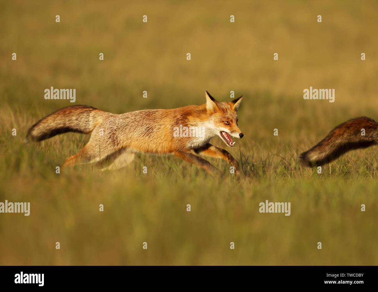 Close up of a playful red fox (Vulpes vulpes) chasing another fox in ...