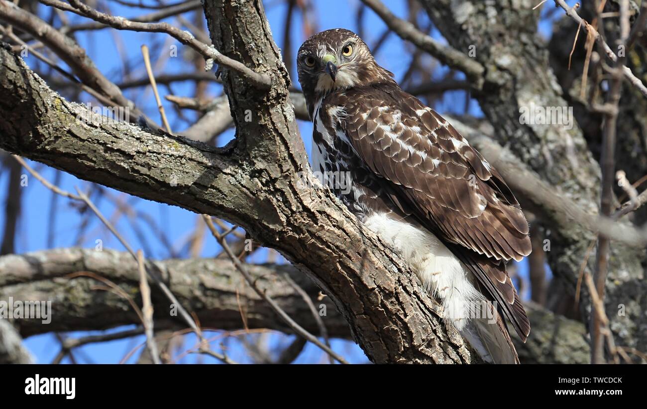 Red tailed hawk north hi-res stock photography and images - Alamy