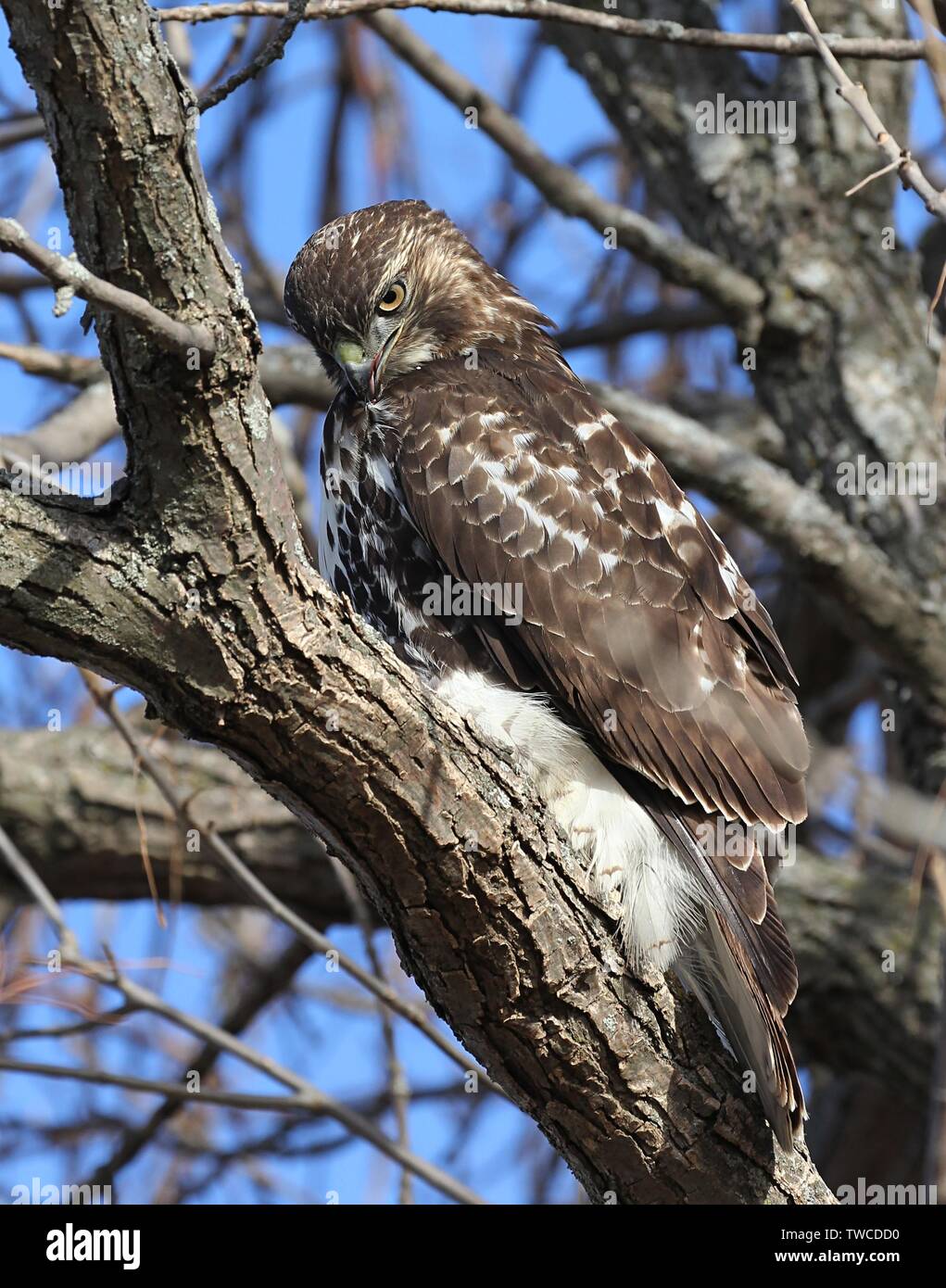 Red Tailed Hawk Stock Photo - Alamy