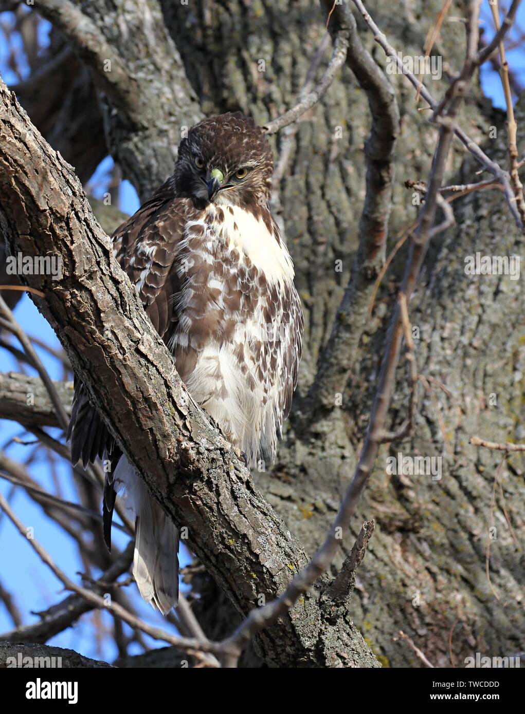 Red Tailed Hawk Stock Photo - Alamy