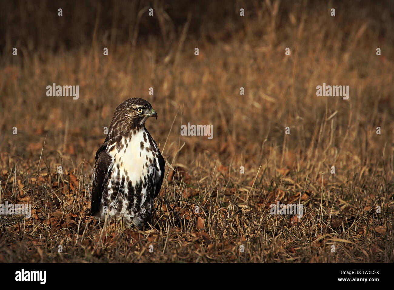 Red Tailed Hawk Stock Photo - Alamy