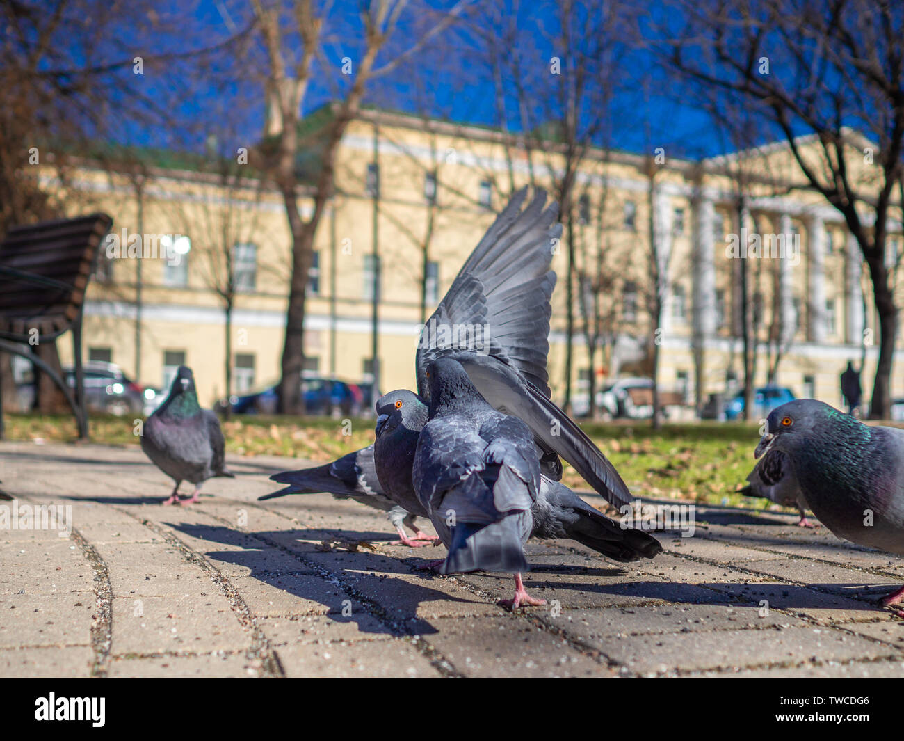 Flock pigeons eating bread outdoors hi-res stock photography and images ...
