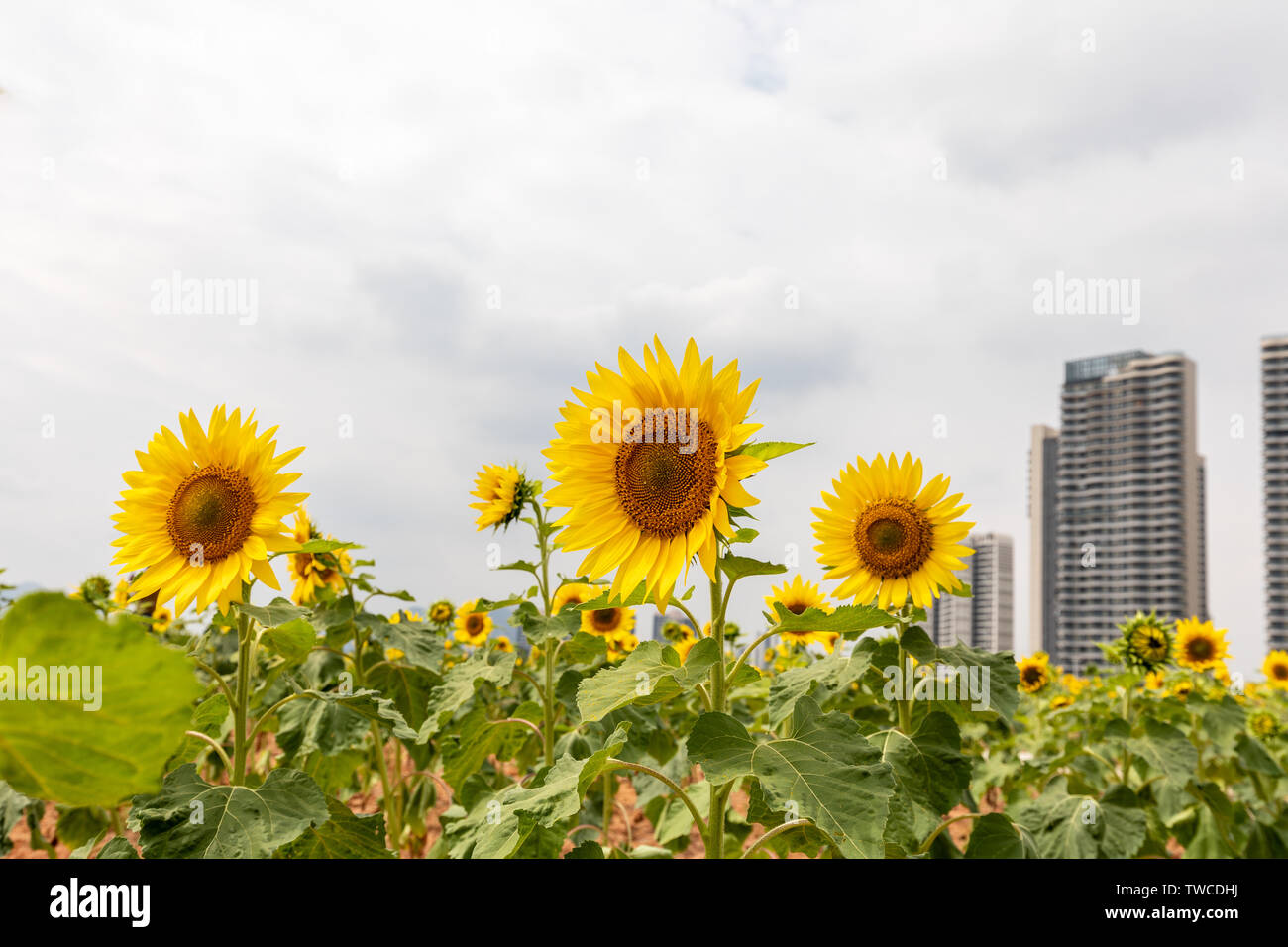 Summer white background sunflowers Stock Photo - Alamy