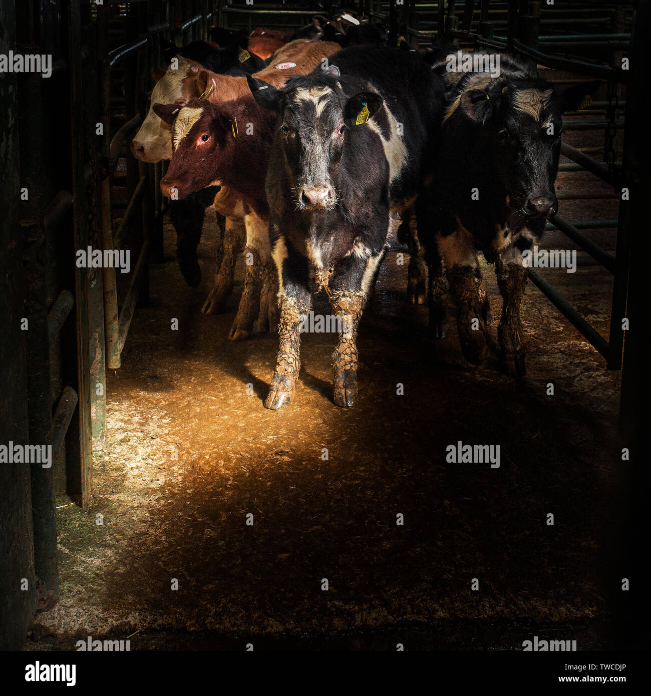 Hallworthy Stockyard, Kivells livestock market Cornwall Stock Photo - Alamy