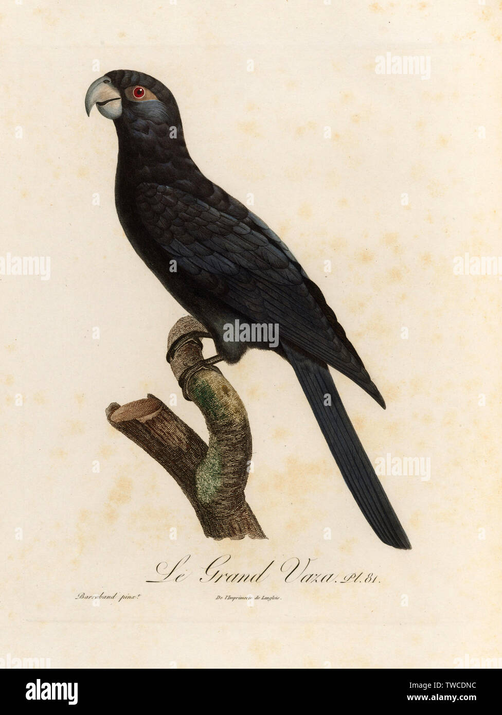 Beautiful vintage hand drawn illustrations of exotic parrots from old ...