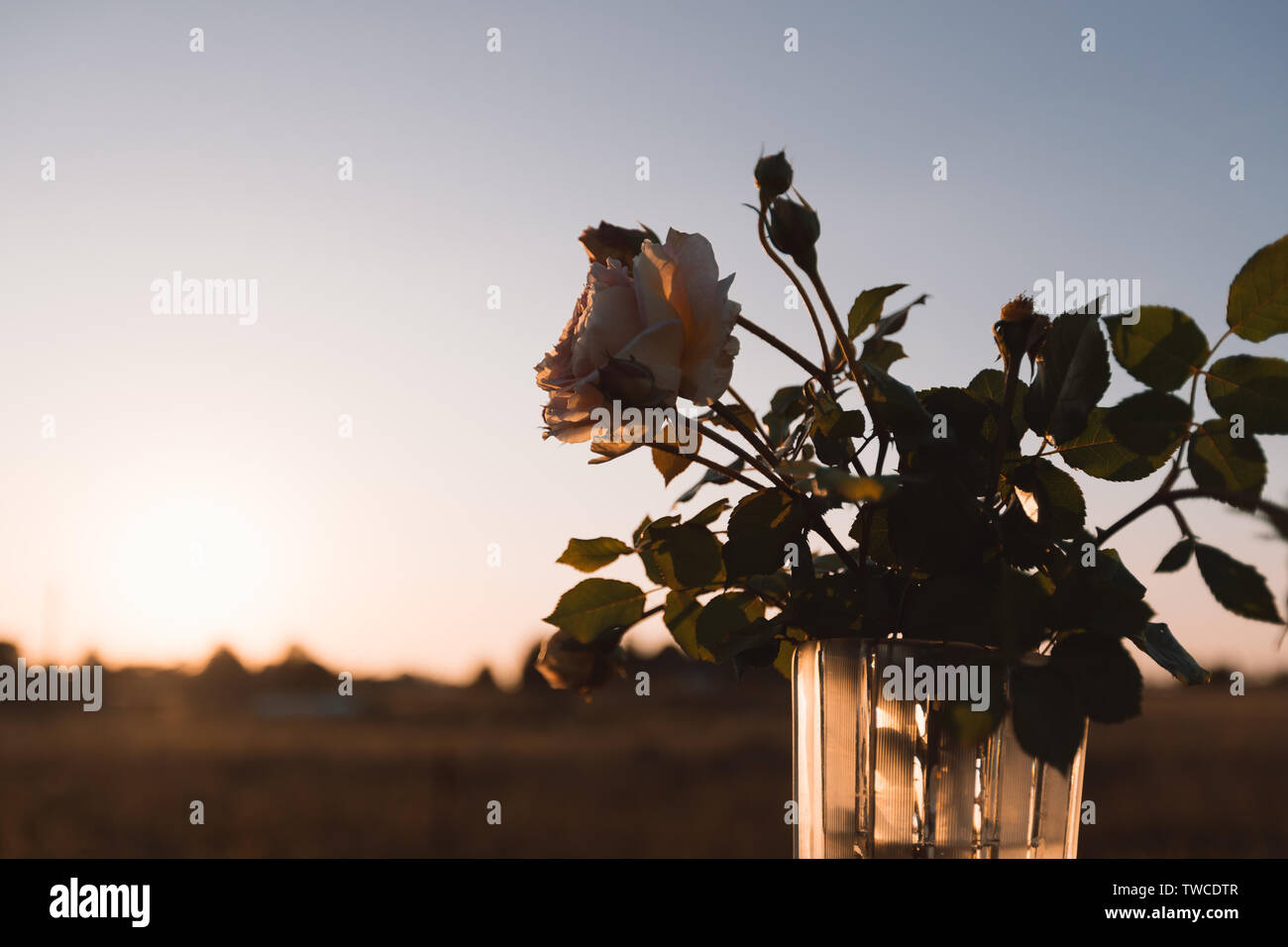 flower pink rose in a crystal vase on the nature. horizontal shot at ...