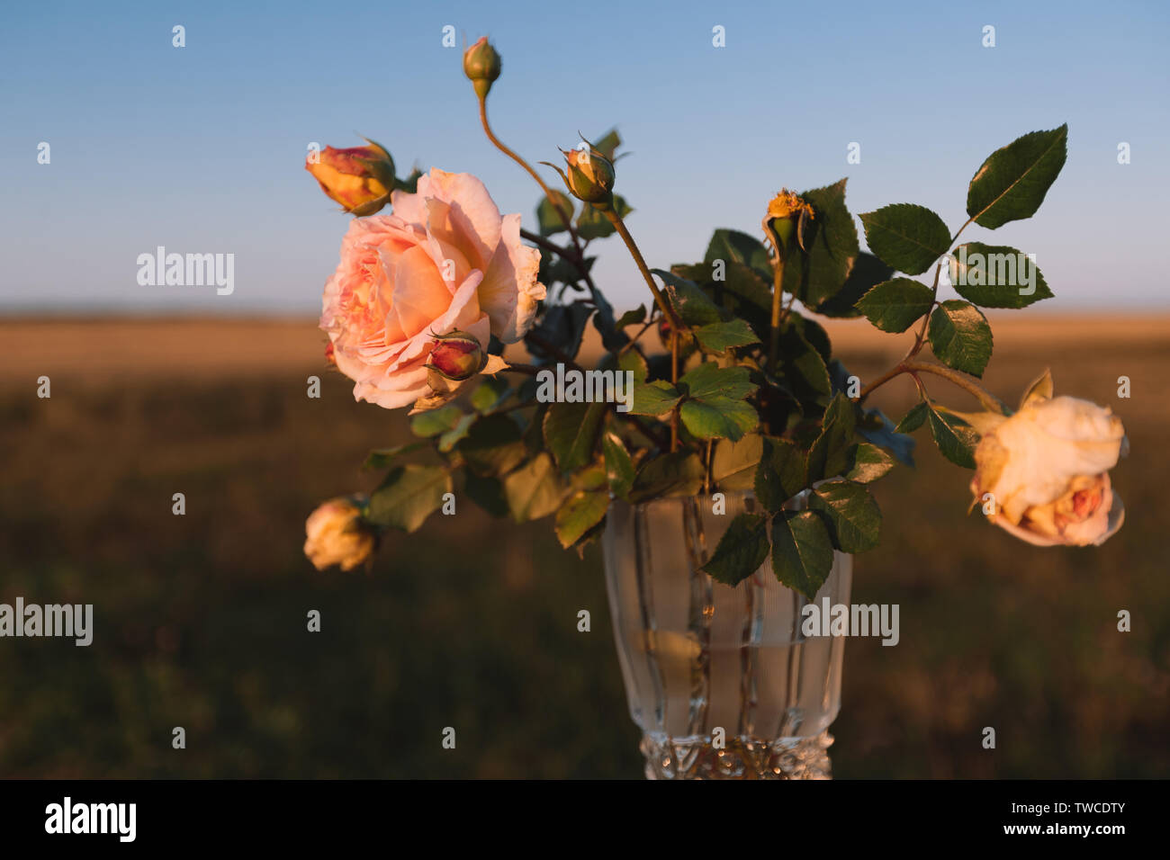 flower pink rose in a crystal vase on the nature. horizontal shot at ...