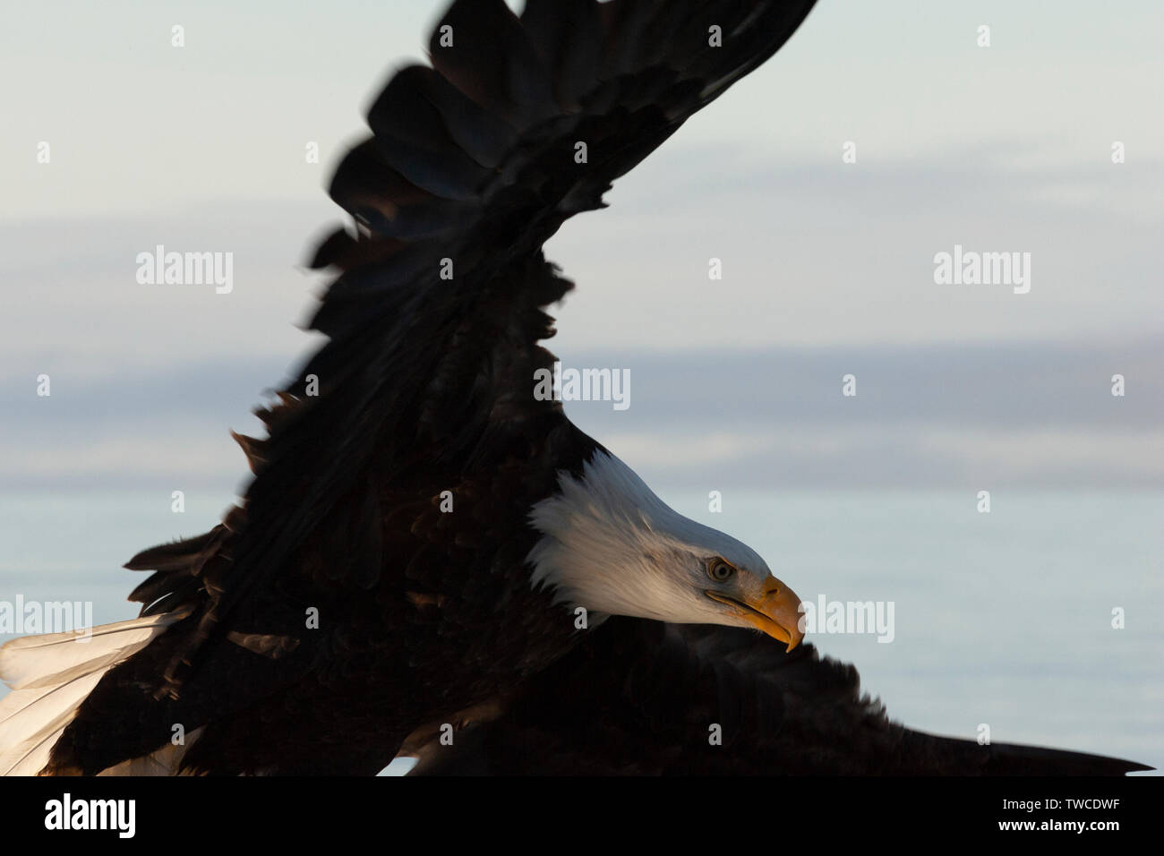 Determined eagle hi-res stock photography and images - Alamy