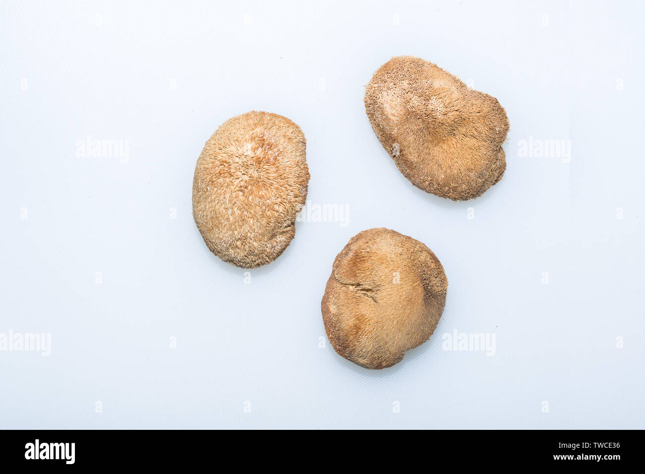 Monkey mushrooms on white background Stock Photo - Alamy
