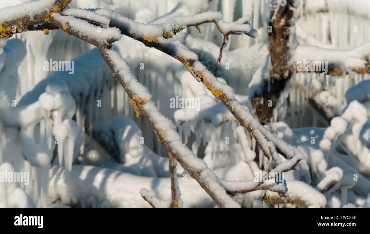 Frozen tree branches panning close-up Stock Photo - Alamy