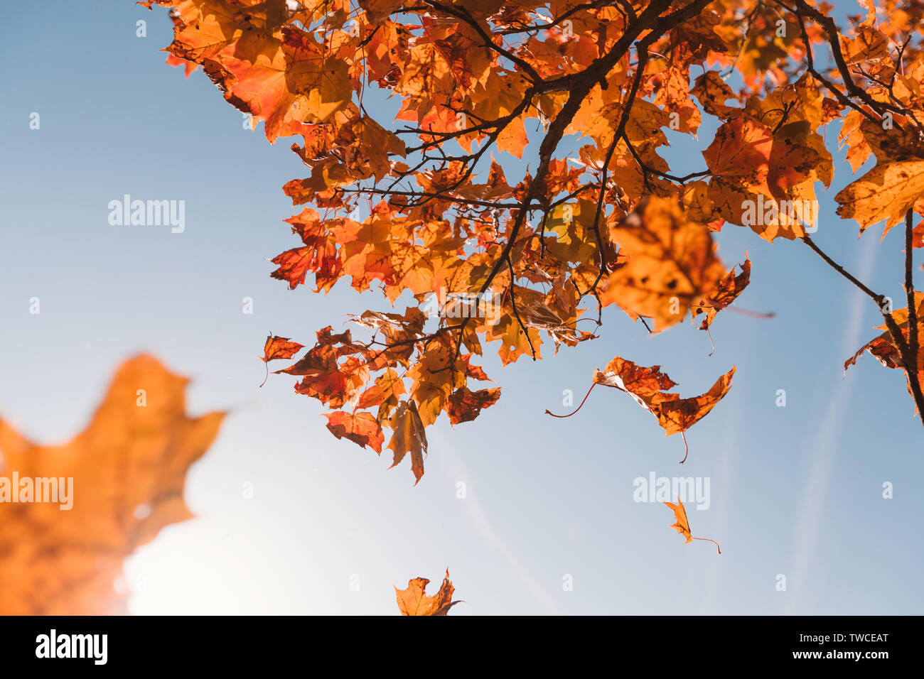 Maple yellow leaves fall from a tree. golden maple leaves on a tree in ...