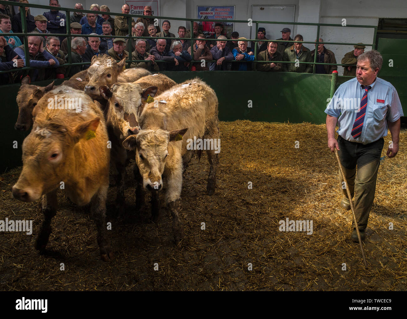 Hallworthy Stockyard, Kivells livestock market Cornwall Stock Photo - Alamy