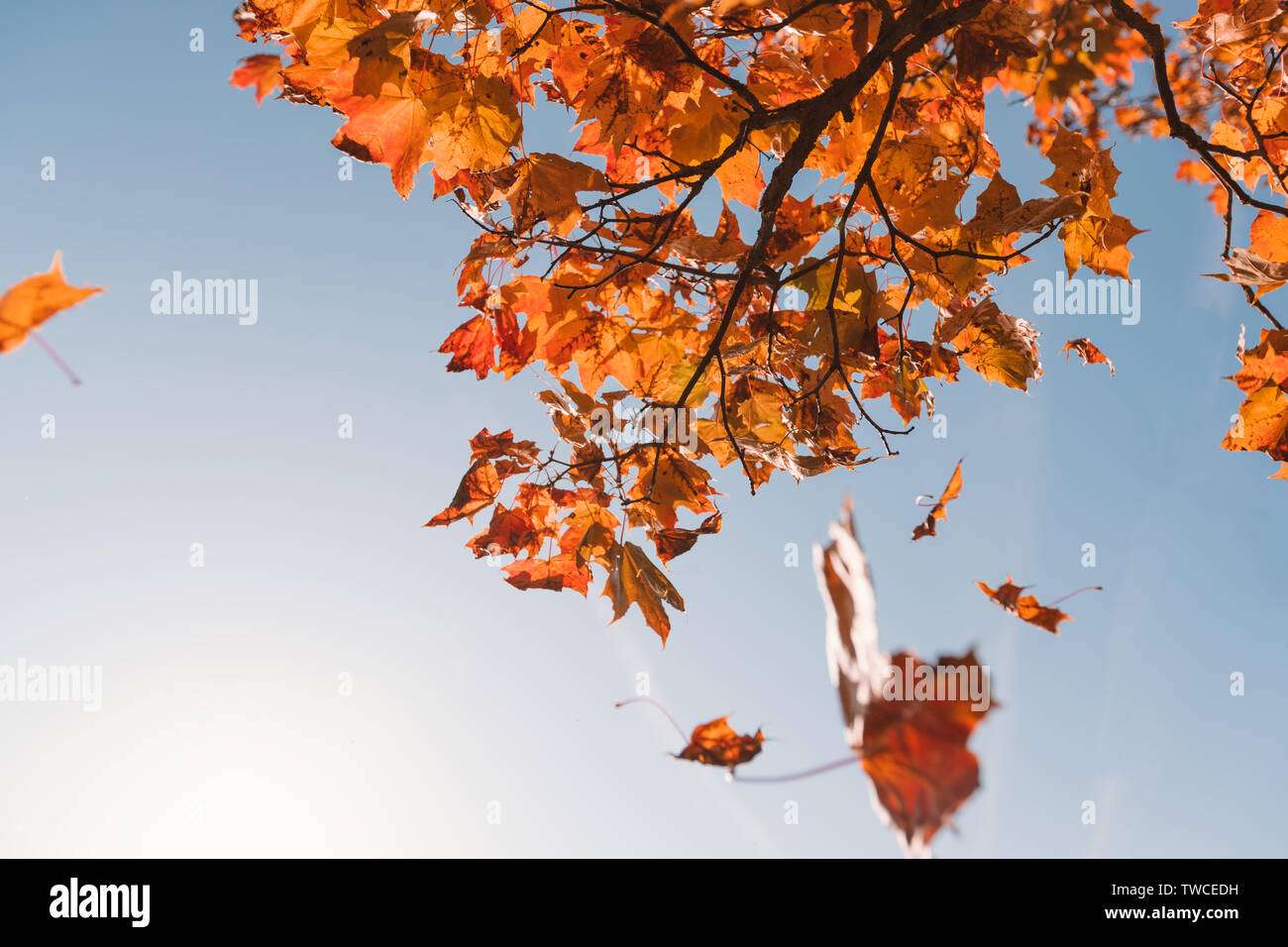Maple yellow leaves fall from a tree. golden maple leaves on a tree in ...