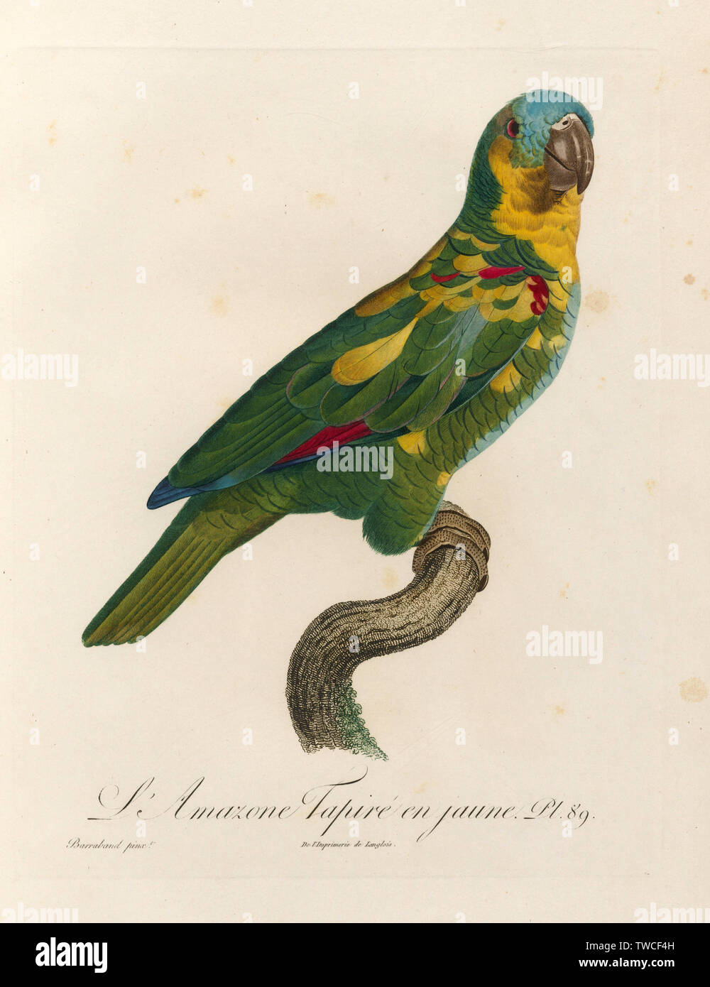 Beautiful vintage hand drawn illustrations of exotic parrots from old ...