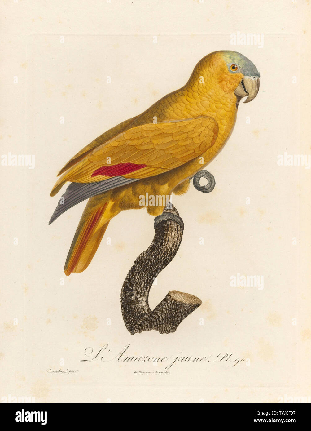 Beautiful vintage hand drawn illustrations of exotic parrots from old ...