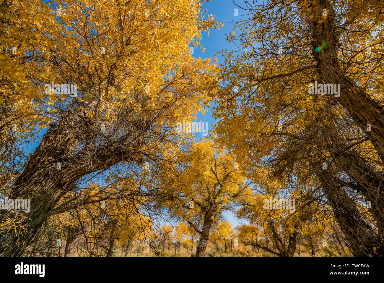 Hu Yang Lin in the sun Stock Photo - Alamy