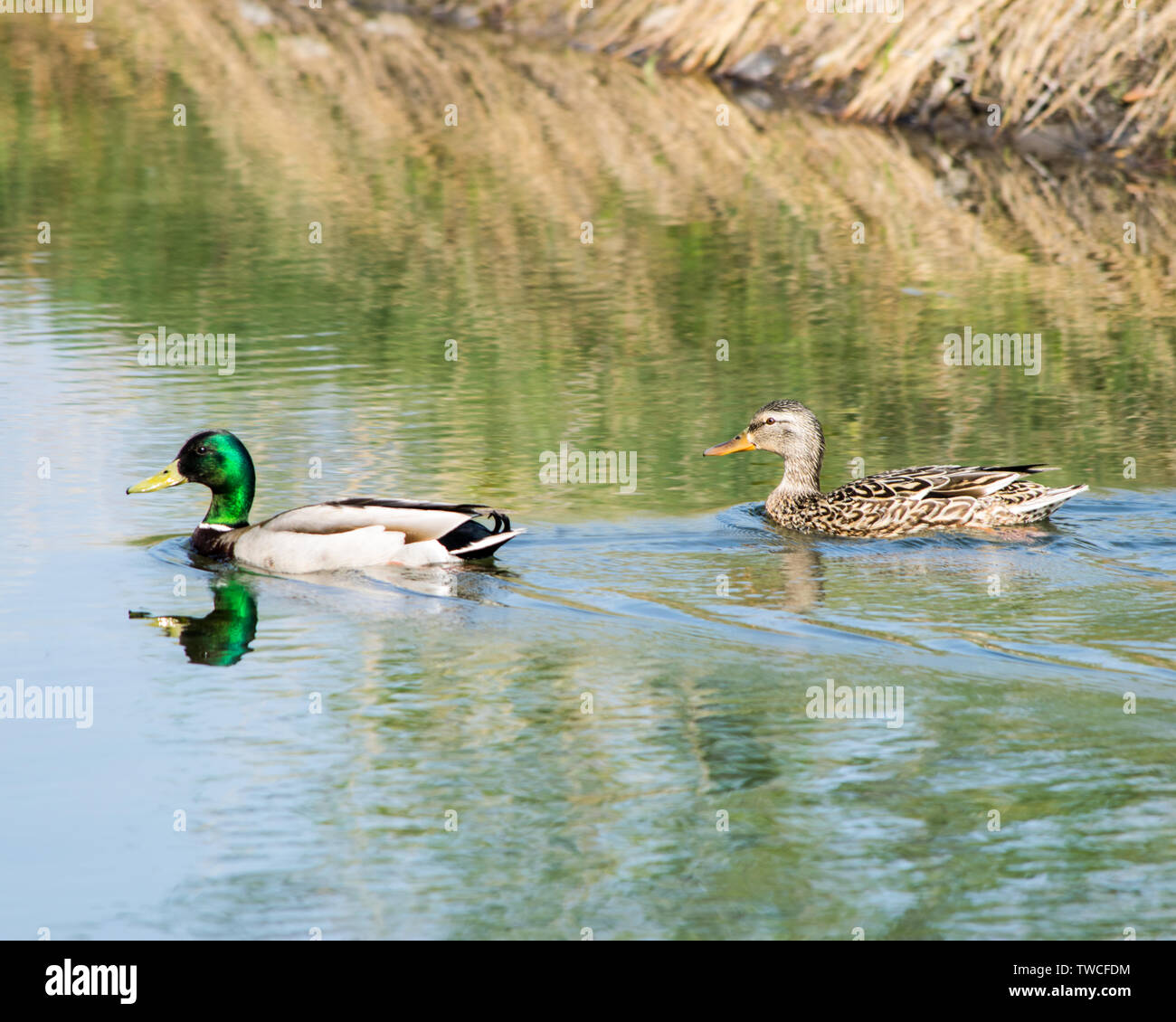 Waterfowl migrating hi-res stock photography and images - Alamy