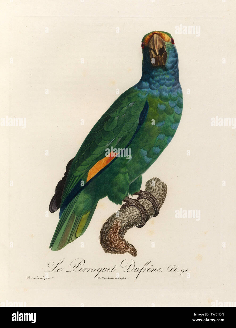 Beautiful vintage hand drawn illustrations of exotic parrots from old ...