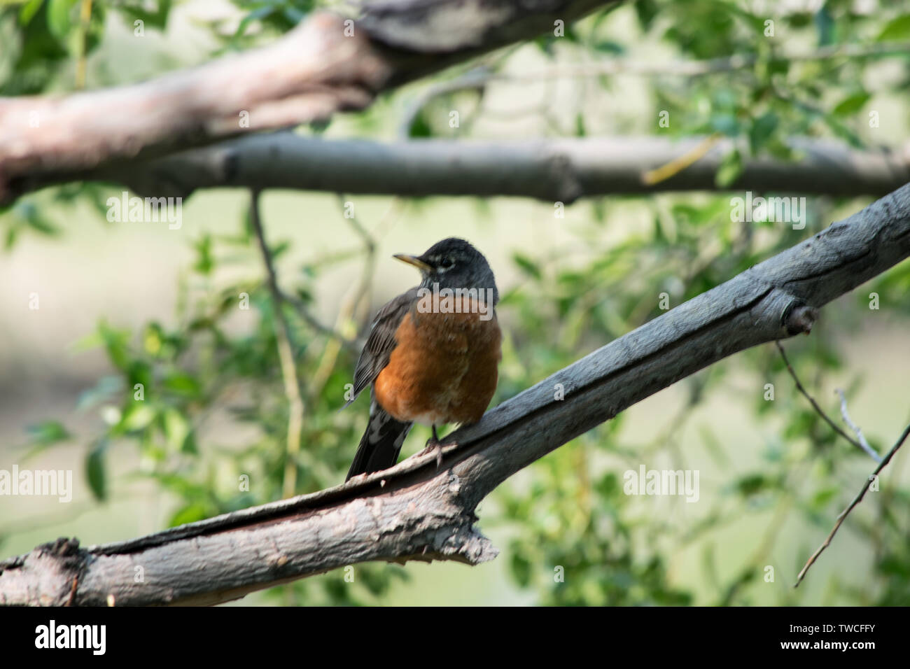 Red breasted robin hi-res stock photography and images - Alamy