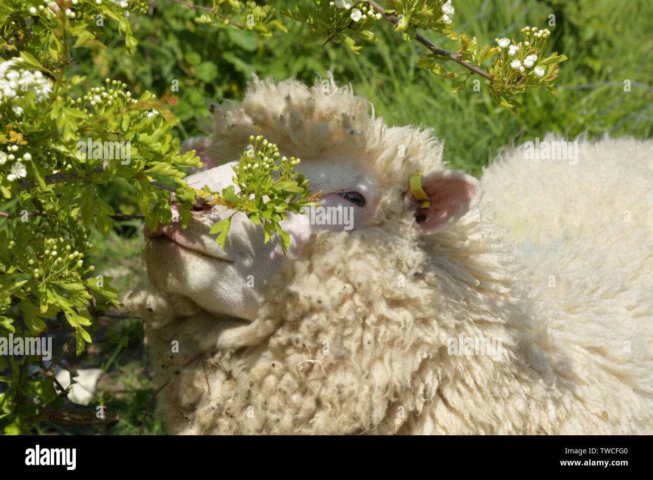Dorset Horned ewe sheep eating leaves and flowers of a hawthorn bush on ...
