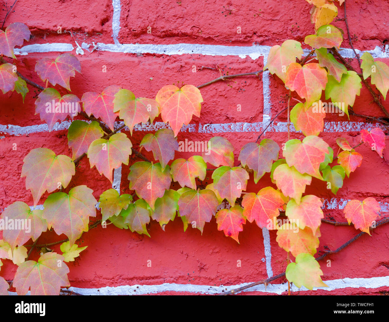 Autumn plant leaves Stock Photo - Alamy