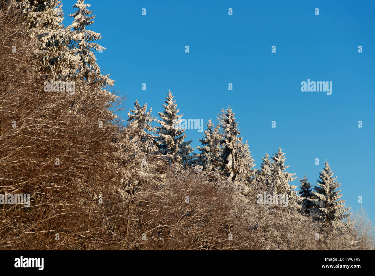 snow tops of trees in the forest in clear sunny weather Stock Photo - Alamy