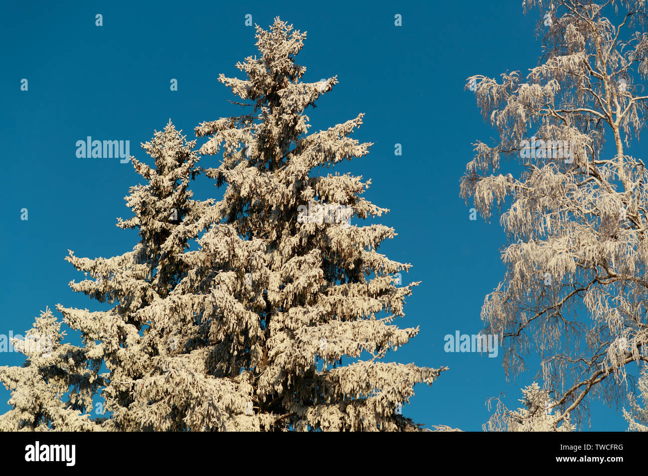 snow tops of trees in the forest in clear sunny weather Stock Photo - Alamy