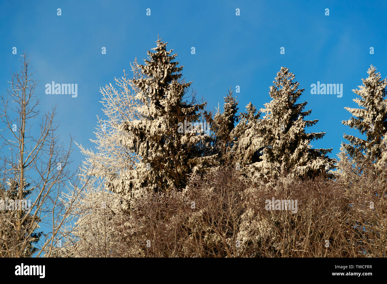 snow tops of trees in the forest in clear sunny weather Stock Photo - Alamy