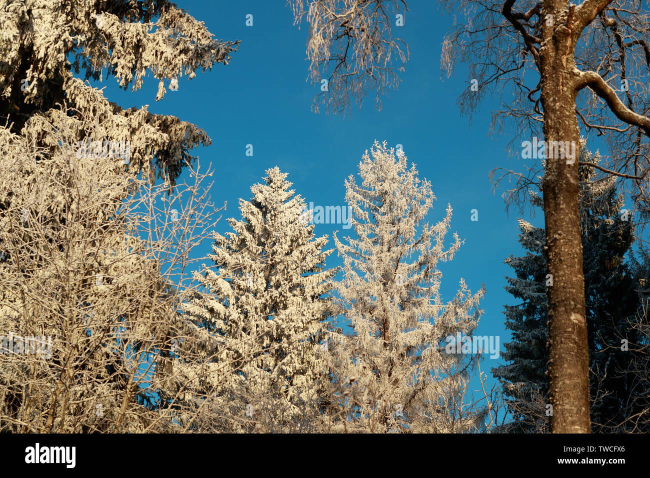 snow tops of trees in the forest in clear sunny weather Stock Photo - Alamy