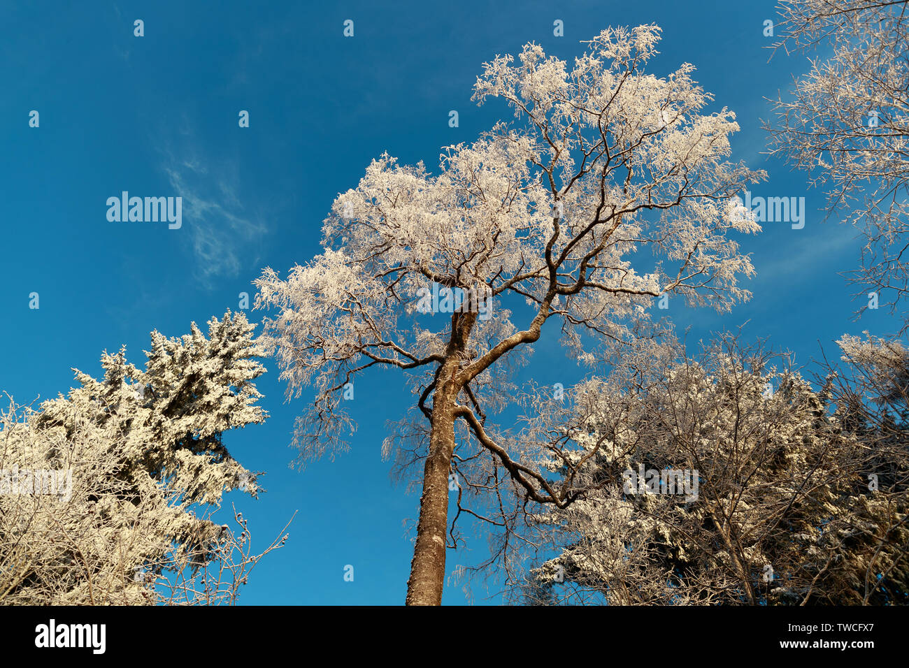 snow tops of trees in the forest in clear sunny weather Stock Photo - Alamy