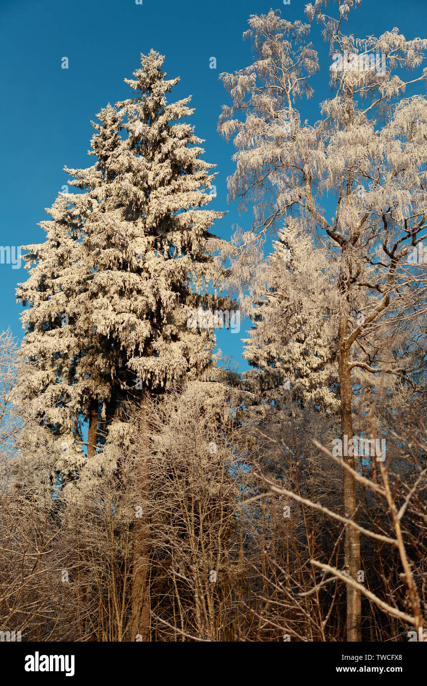 snow tops of trees in the forest in clear sunny weather. vertical shot ...