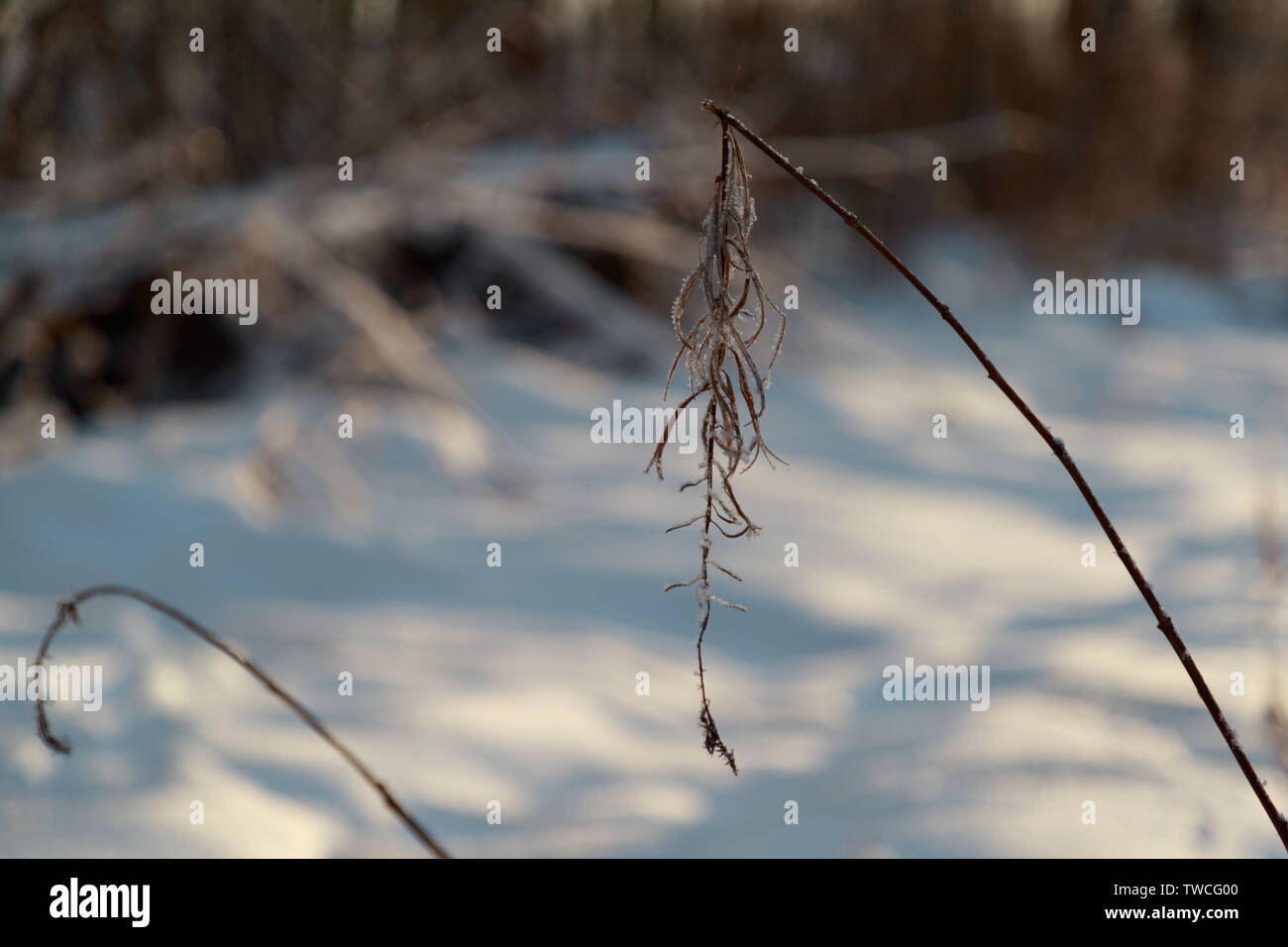 frozen broken path in the winter forest Stock Photo - Alamy