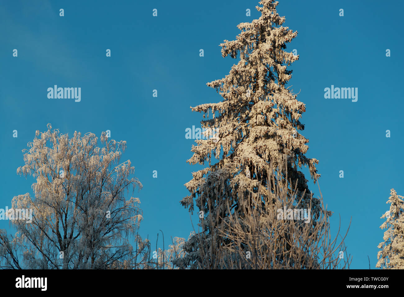 snow tops of trees in the forest in clear sunny weather Stock Photo - Alamy