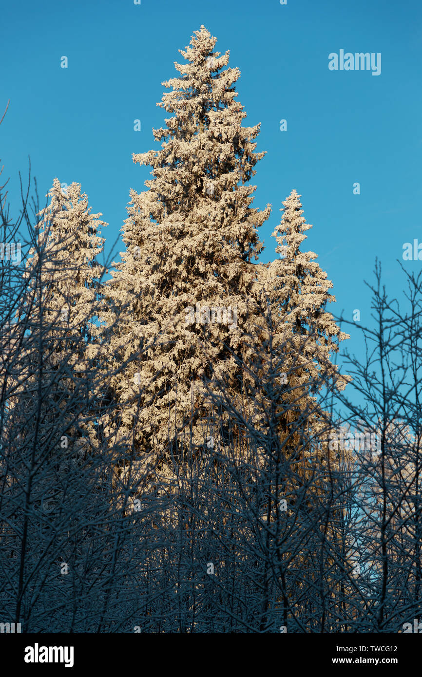 snow tops of trees in the forest in clear sunny weather. vertical shot ...