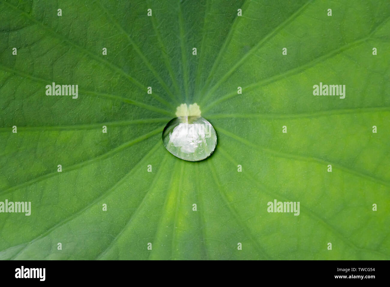 Dew on lotus leaves Stock Photo - Alamy