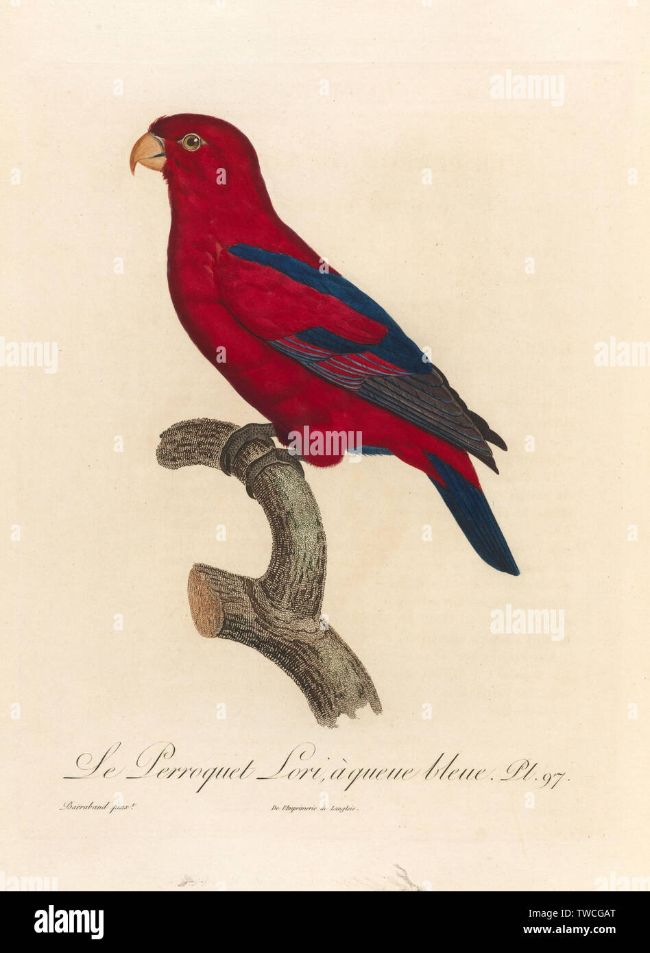 Beautiful vintage hand drawn illustrations of exotic parrots from old ...