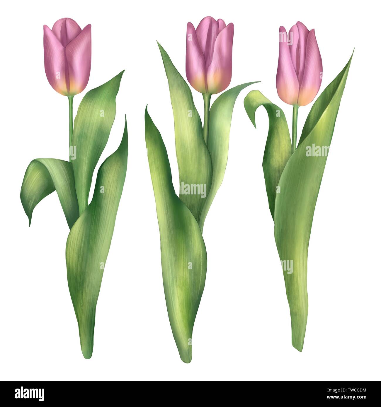 Three pink flowers tulips i Stock Photo - Alamy