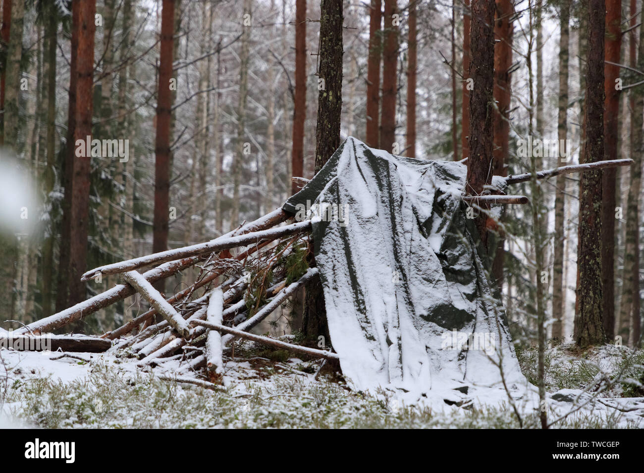ruined hut in the winter forest Stock Photo - Alamy