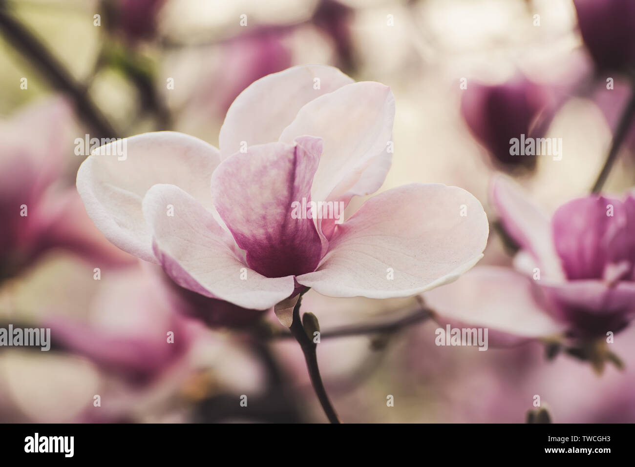 Magnolia spring flowers Stock Photo - Alamy