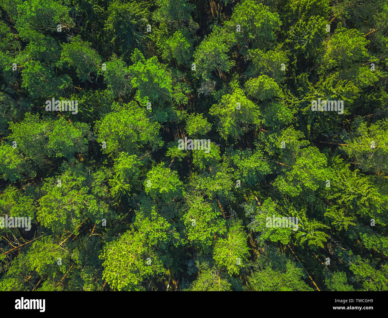 Beautiful panoramic photo over the tops of pine forest. Aerial view ...