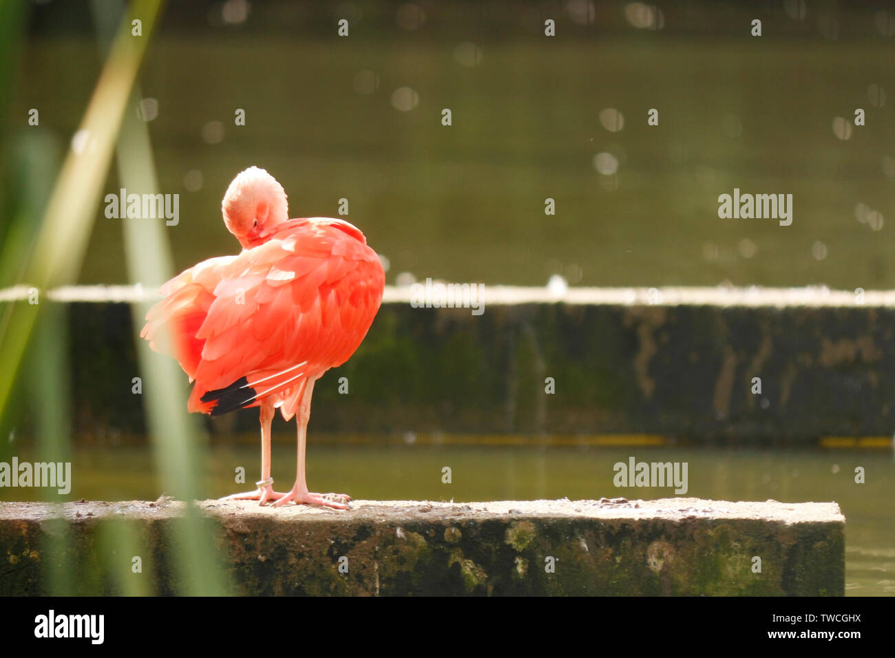 Red Coloration High Resolution Stock Photography and Images - Alamy